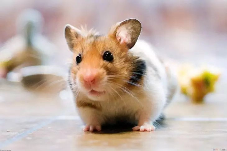 Hamsters: coneix els conceptes bàsics sobre mantenir-los com a mascotes 28183_1