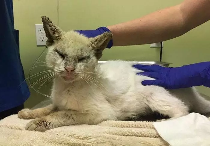 Gato sin hogar abrió sus increíbles ojos después de muchos meses 28192_3