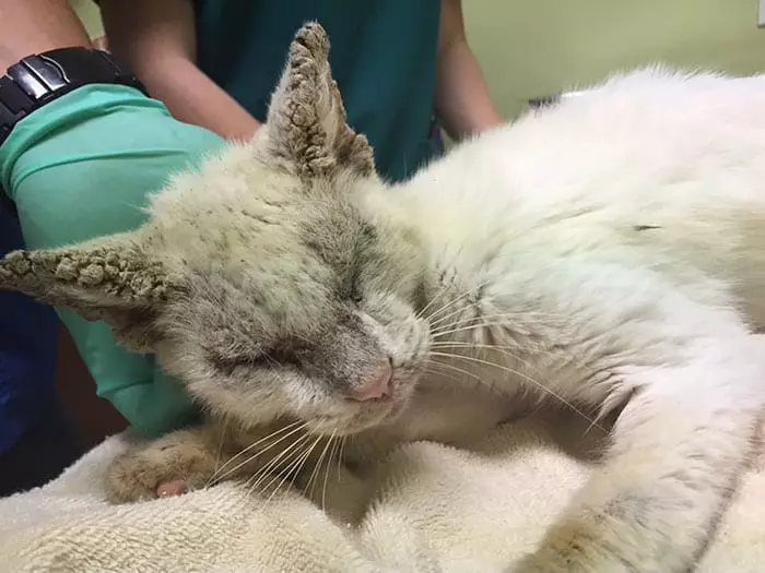 Gato sin hogar abrió sus increíbles ojos después de muchos meses 28192_4