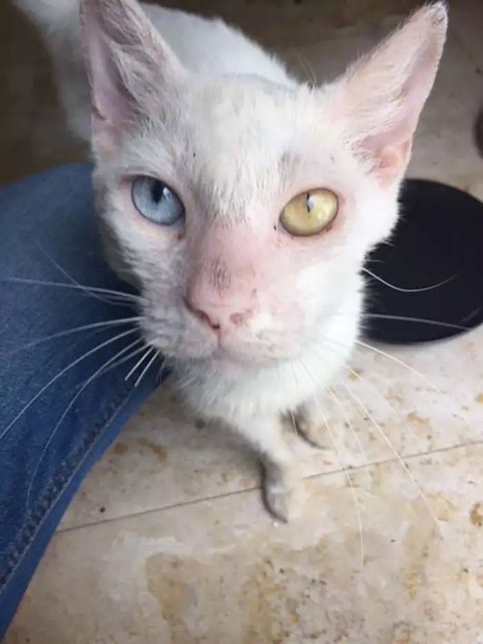 Gato sin hogar abrió sus increíbles ojos después de muchos meses 28192_6