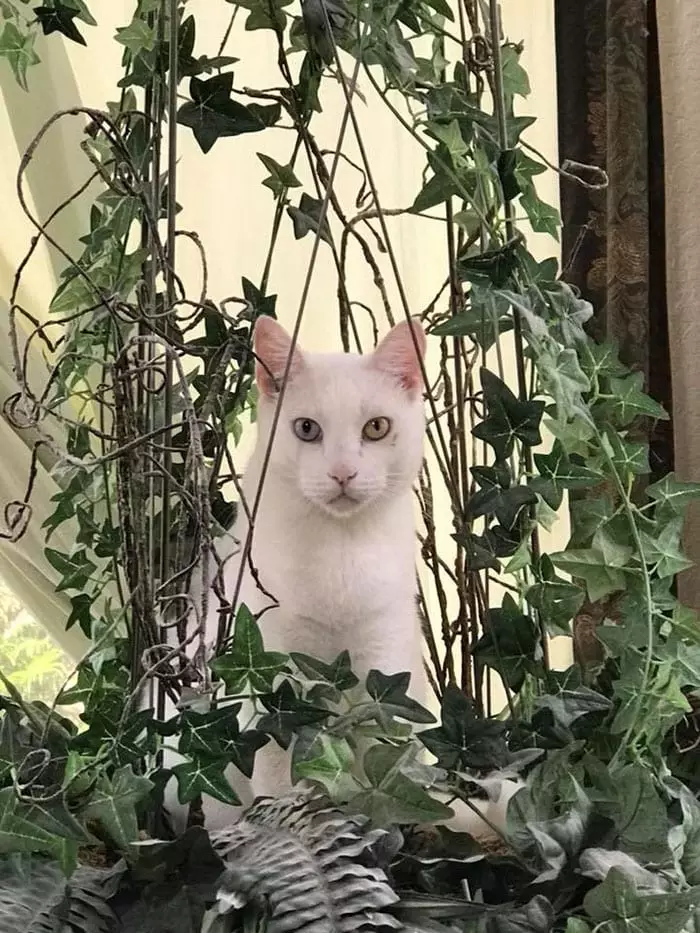 Gato sin hogar abrió sus increíbles ojos después de muchos meses 28192_9