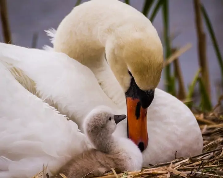 25 de familii de animale drăguțe 28193_9