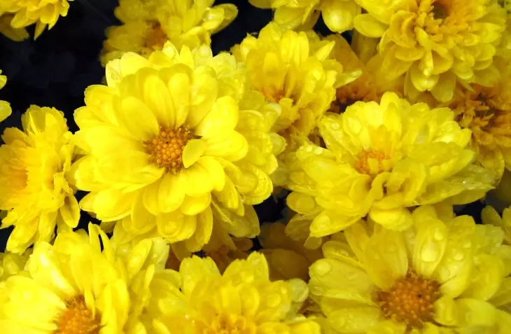 ดอกไม้สีเหลือง ความหมาย 28577_4