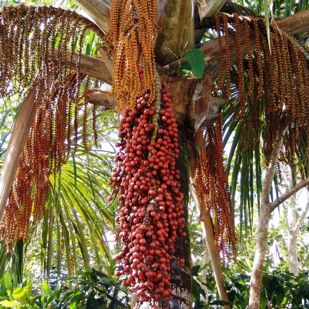 Aguaje, een curvy, wonderfruit voor een grotere kont. Keuze voor vrouwen 29120_2