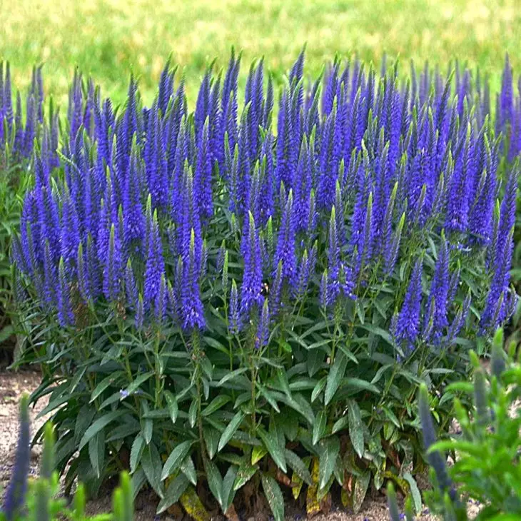 Beste bloemen voor uw tuin 29311_1