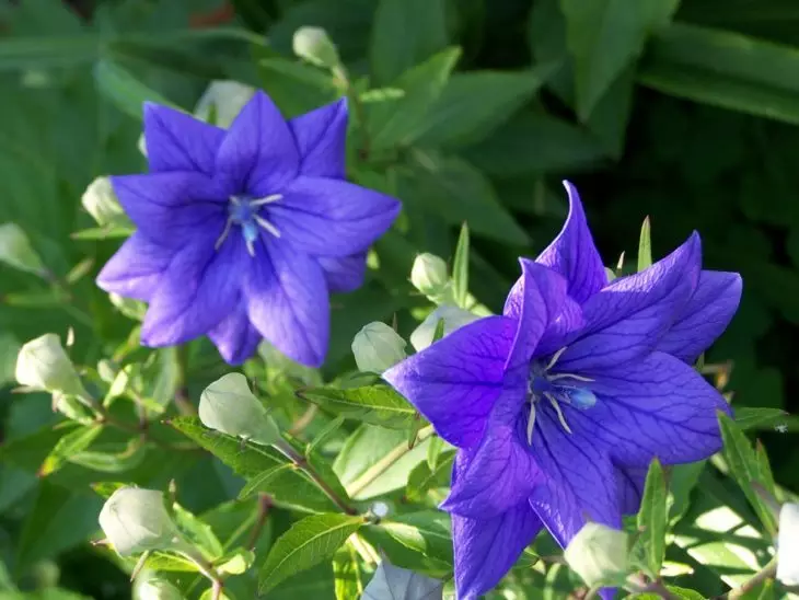 あなたの庭に最適な花 29311_3