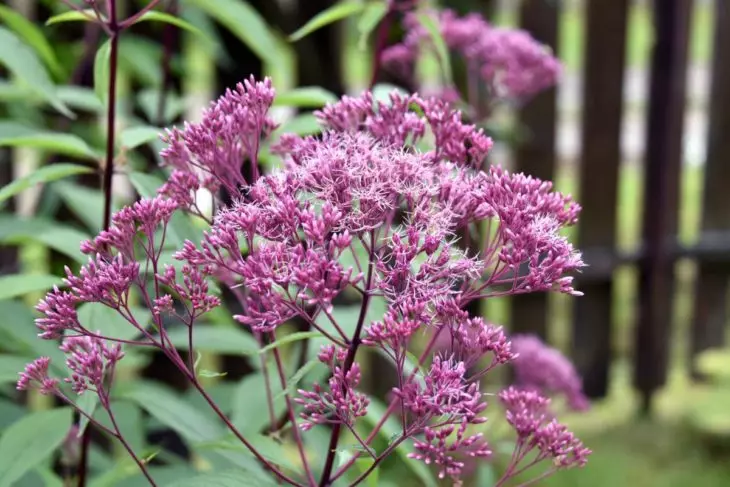 Beste bloemen voor uw tuin 29311_4