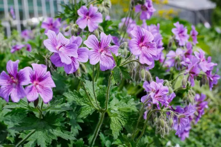 Bästa blommorna för din trädgård 29311_5