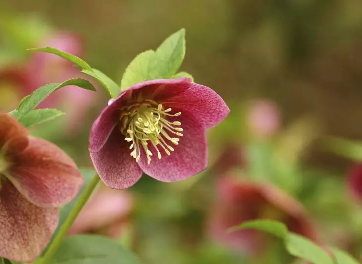 Bästa blommorna för din trädgård 29311_6