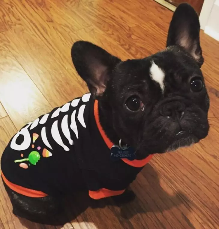 12 French Bulldogs Trick-Or-Treating ในวันฮาโลวีน 29434_1