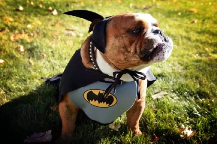 12 Bulldogên Frensî Di Halloween-ê de Trik-An jî Derman dikin 29434_10