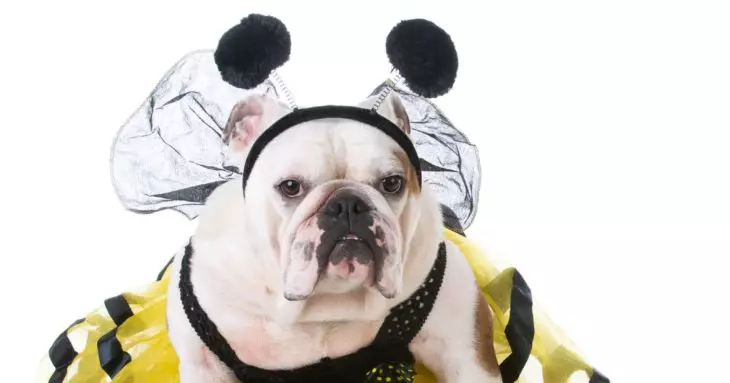 12 Bulldogên Frensî Di Halloween-ê de Trik-An jî Derman dikin 29434_11