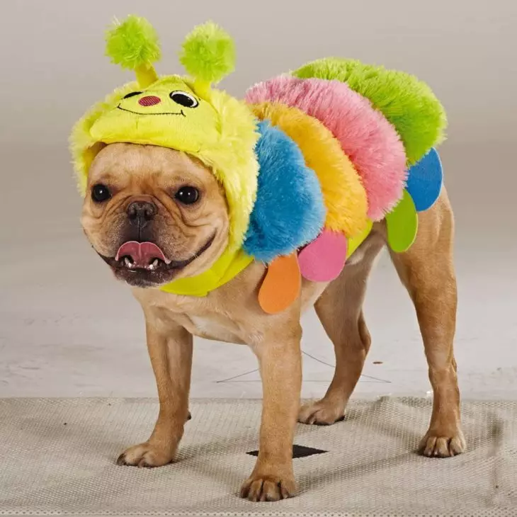 12 Bouledog franse Trick-Oswa-Treating Jou Halloween lan 29434_2