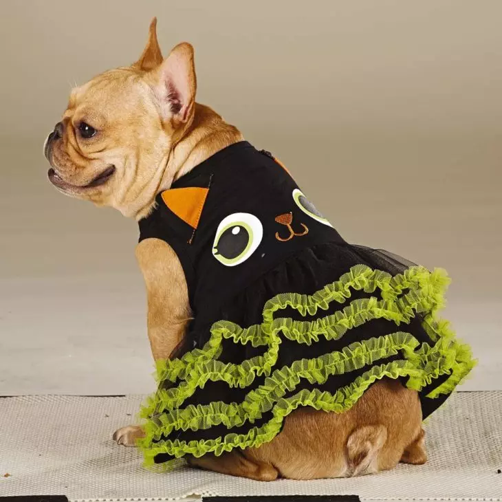 12 Trick-Or-Treating French Bulldogs Saat Halloween 29434_3