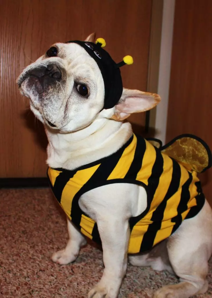 12 Trick-Or-Treating French Bulldogs Saat Halloween 29434_5