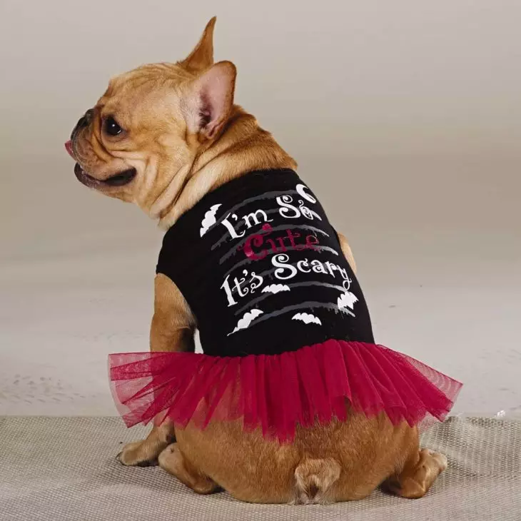 12 French Bulldogs Trick-Or-Treating ในวันฮาโลวีน 29434_7