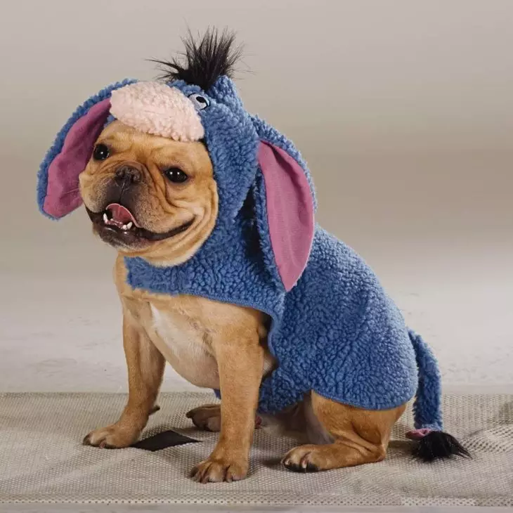 12 Trick-Or-Treating French Bulldogs Saat Halloween 29434_8