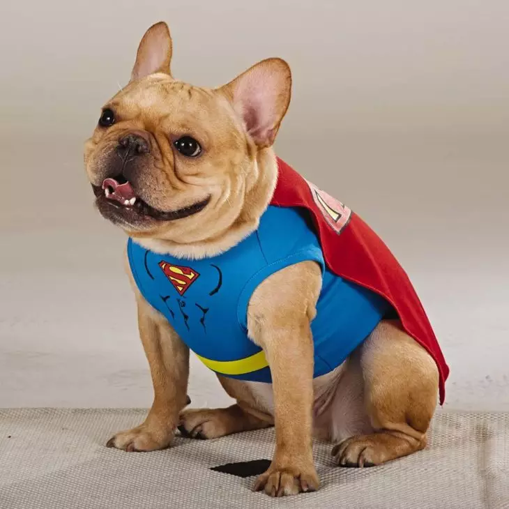 12 French Bulldogs Trick-Or-Treating ในวันฮาโลวีน 29434_9