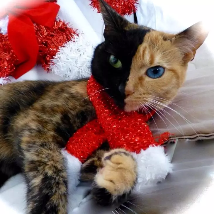 10 पूर्णपणे दयनीय ख्रिसमस मांजरी 29451_1