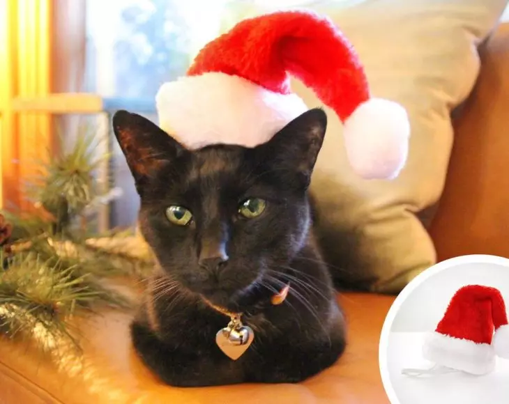 10 पूर्णपणे दयनीय ख्रिसमस मांजरी 29451_10