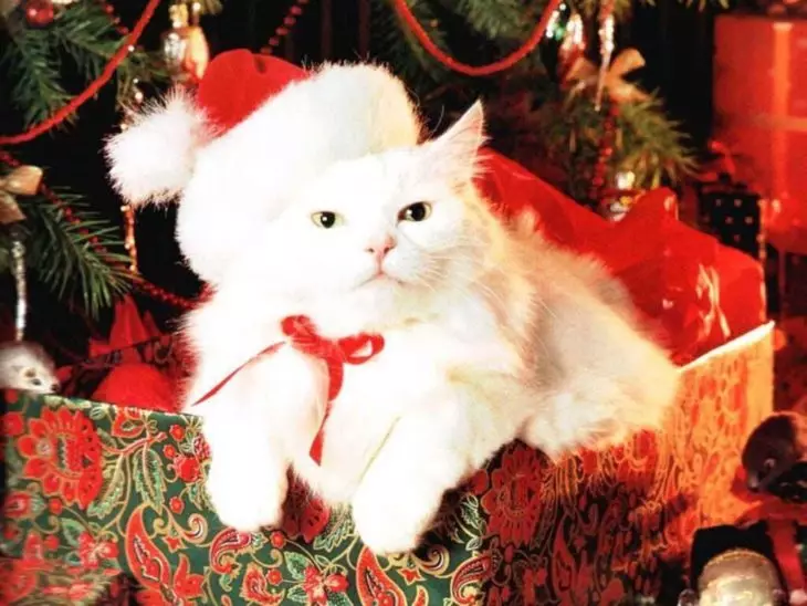 10 gatos de Nadal completamente miserables 29451_2