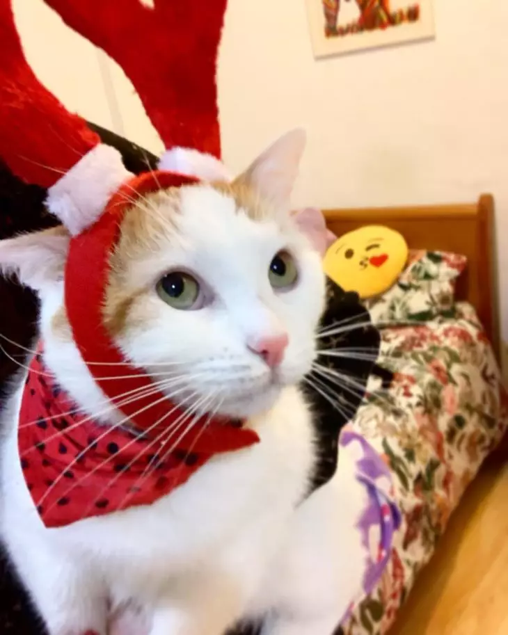 10 gatos de Nadal completamente miserables 29451_3