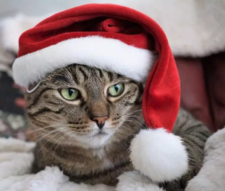 10 पूर्णपणे दयनीय ख्रिसमस मांजरी 29451_4