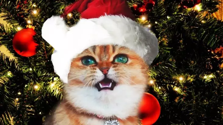 10 पूर्णपणे दयनीय ख्रिसमस मांजरी 29451_5