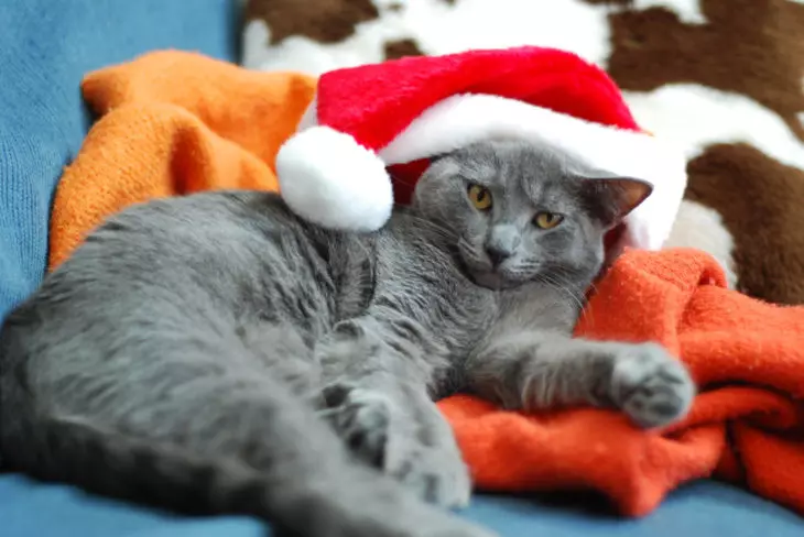 10 पूर्णपणे दयनीय ख्रिसमस मांजरी 29451_6