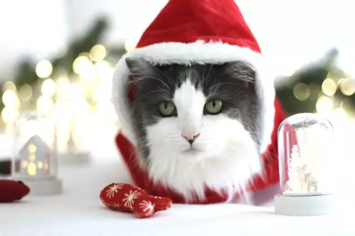 10 पूर्णपणे दयनीय ख्रिसमस मांजरी 29451_7
