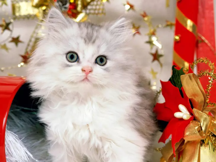 10 पूर्णपणे दयनीय ख्रिसमस मांजरी 29451_8