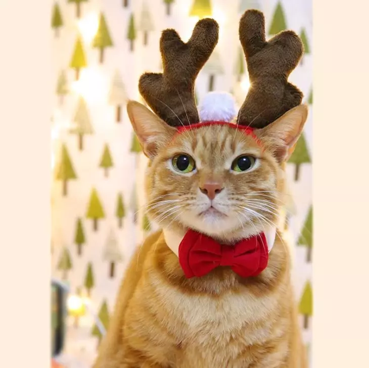 10 पूर्णपणे दयनीय ख्रिसमस मांजरी 29451_9