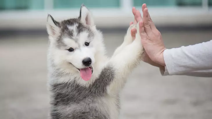 初めての犬の飼い主のための3つのヒント 31247_2