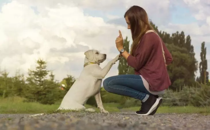 Folgje ús advys oer hoe't jo jo puppy thús trainje 31284_2