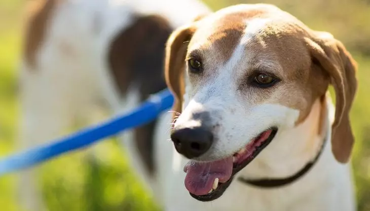 Fattori da considerare durante l'acquisto di cibo per cani 31326_1