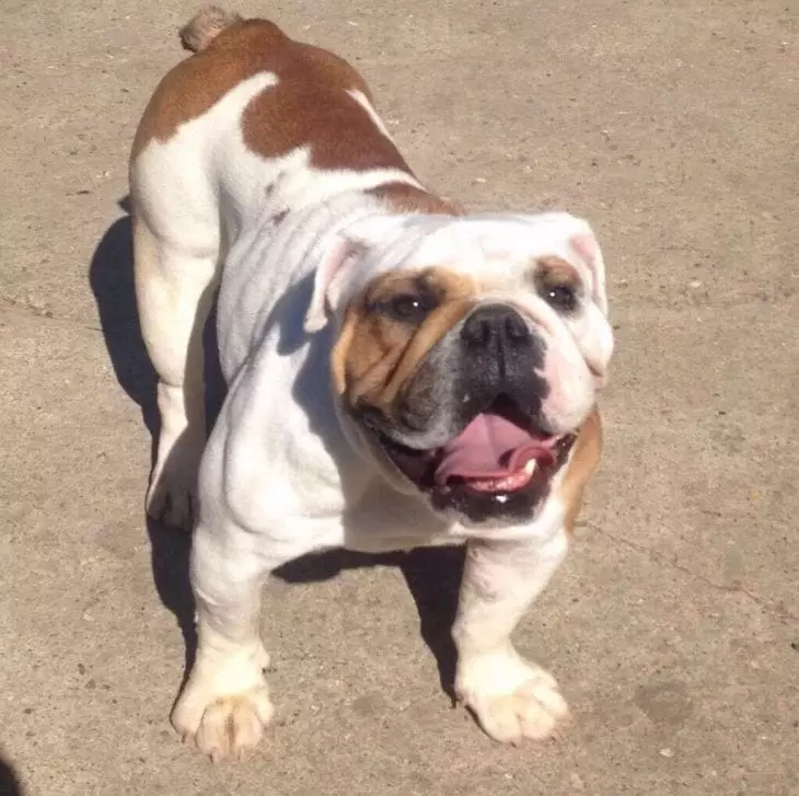 Ji bo bulldogê xweya bijare kirrûbirra şêwaz bistînin 33126_1