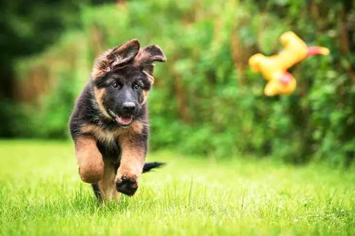 6 fördelar med att träna med din hund 33315_6