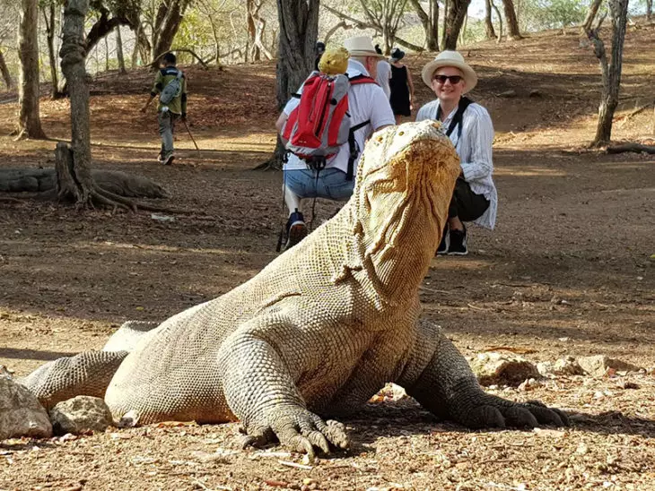 Hvernig á að velja skemmtisiglingu - Kanna Komodo: Land drekans 34386_5