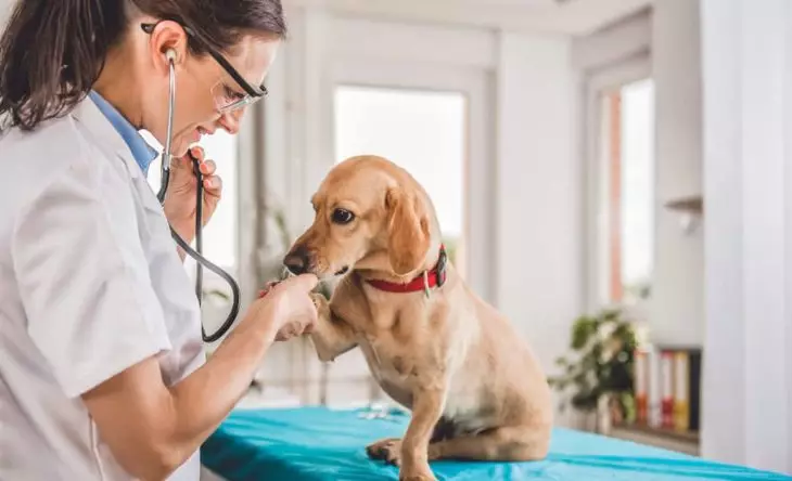 Koiranrodut ja terveysongelmat – Eläinlääkärin lausunto 35012_12