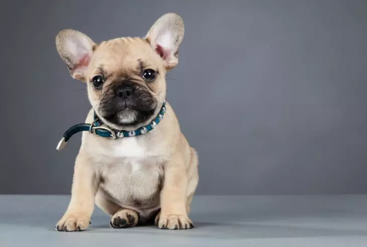 Breeds Anjing jeung Masalah Kaséhatan - Pamadegan Vet urang 35012_3