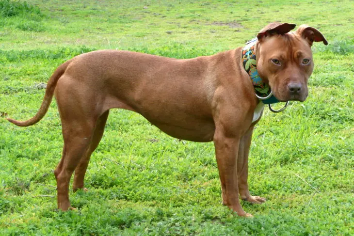 Breeds Anjing jeung Masalah Kaséhatan - Pamadegan Vet urang 35012_4