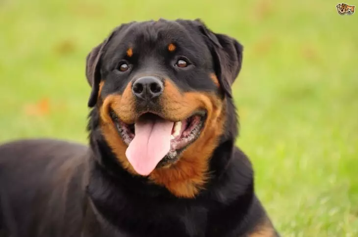 Breeds Anjing jeung Masalah Kaséhatan - Pamadegan Vet urang 35012_5