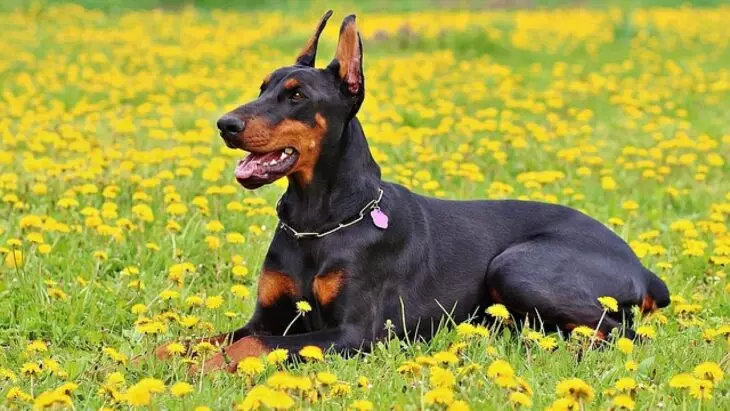 Breeds Anjing jeung Masalah Kaséhatan - Pamadegan Vet urang 35012_6