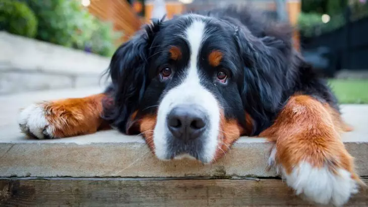 Breeds Anjing jeung Masalah Kaséhatan - Pamadegan Vet urang 35012_7