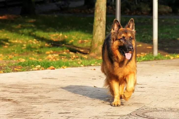 Trah Anjing dan Masalah Kesehatan - Pendapat Dokter Hewan 35012_8