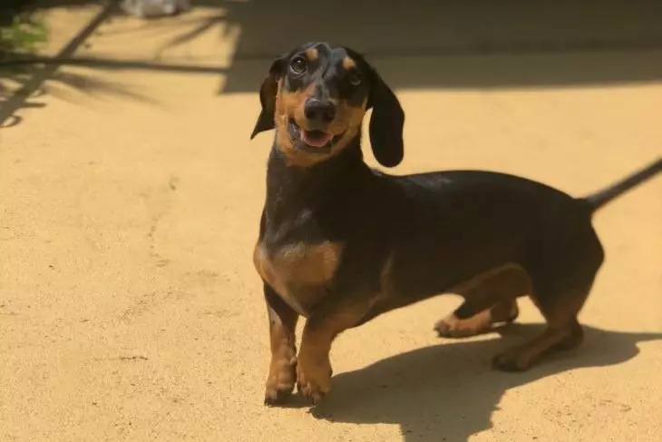 10 razões pelas quais você deve ter um filhote de Dachshund 35023_1