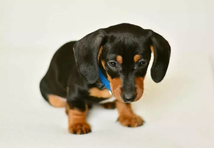 10 razões pelas quais você deve ter um filhote de Dachshund 35023_2