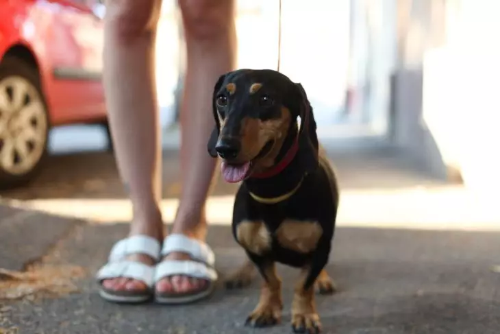 10 grunner til hvorfor du bør eie en dachshundvalp 35023_4