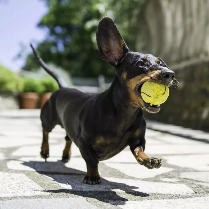 Dachshund kuchukchasiga ega bo'lishingiz kerak bo'lgan 10 ta sabab 35023_5