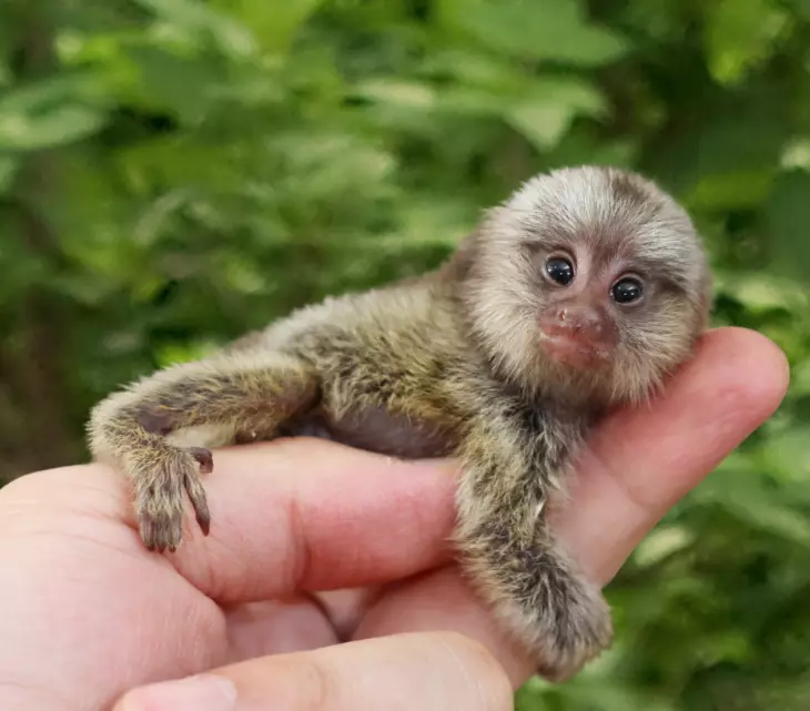 10匹の超小型赤ちゃんミニチュア動物 35133_10